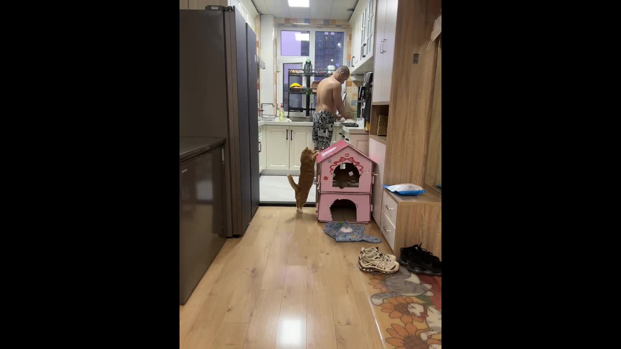 Playful cat accidentally hits man with toy in Jilin, China