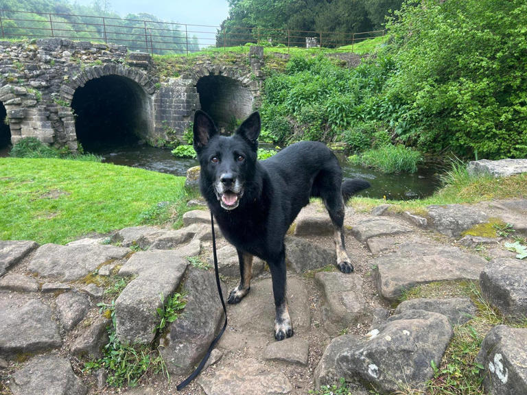 Police dog was enjoying his retirement — until he spotted a baby in trouble