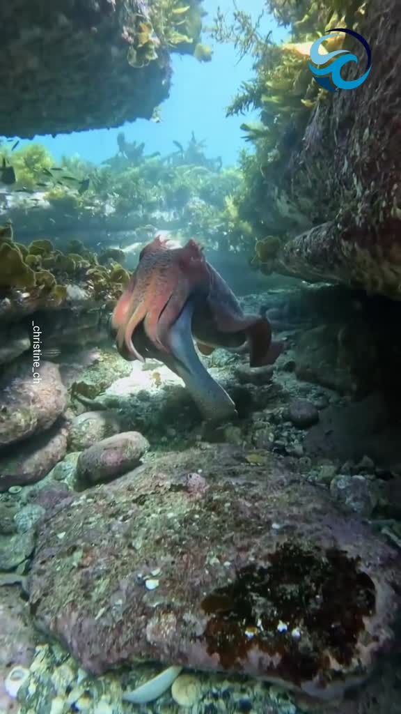 Rare giant cuttlefish glides through 'Secret Garden' waters in Australia
