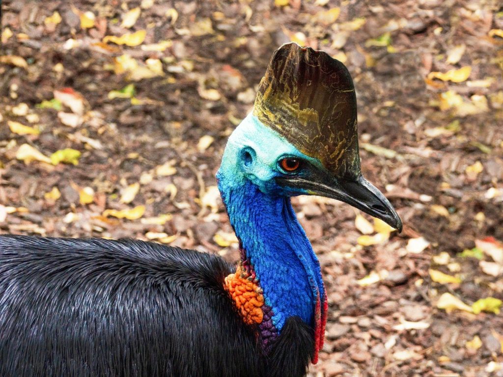 What happens when you meet the world’s most dangerous bird