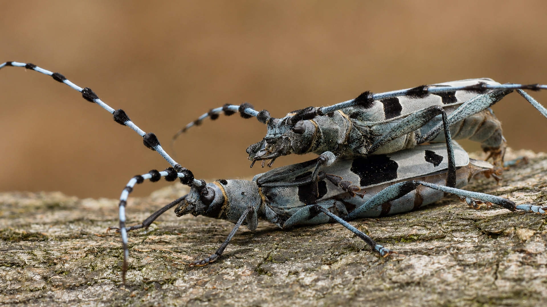 This forest camera captured an unexpected insect interaction
