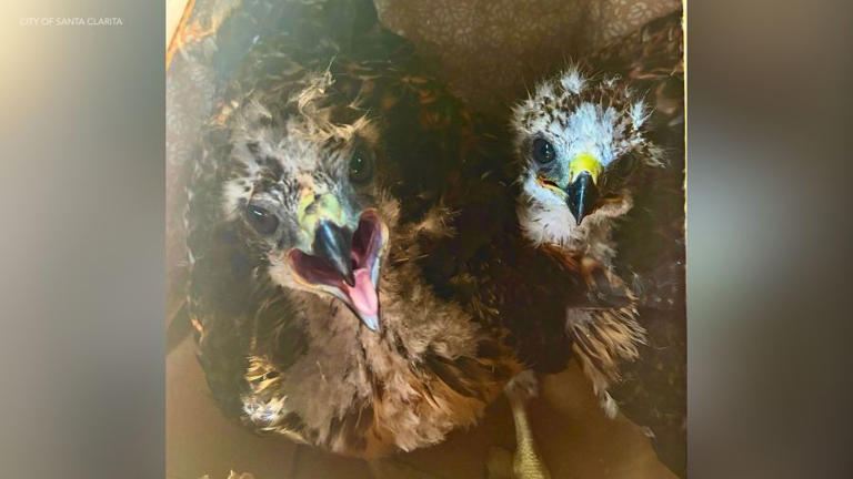 2 red-tailed hawk nestlings rescued after 63-foot fall in Santa Clarita