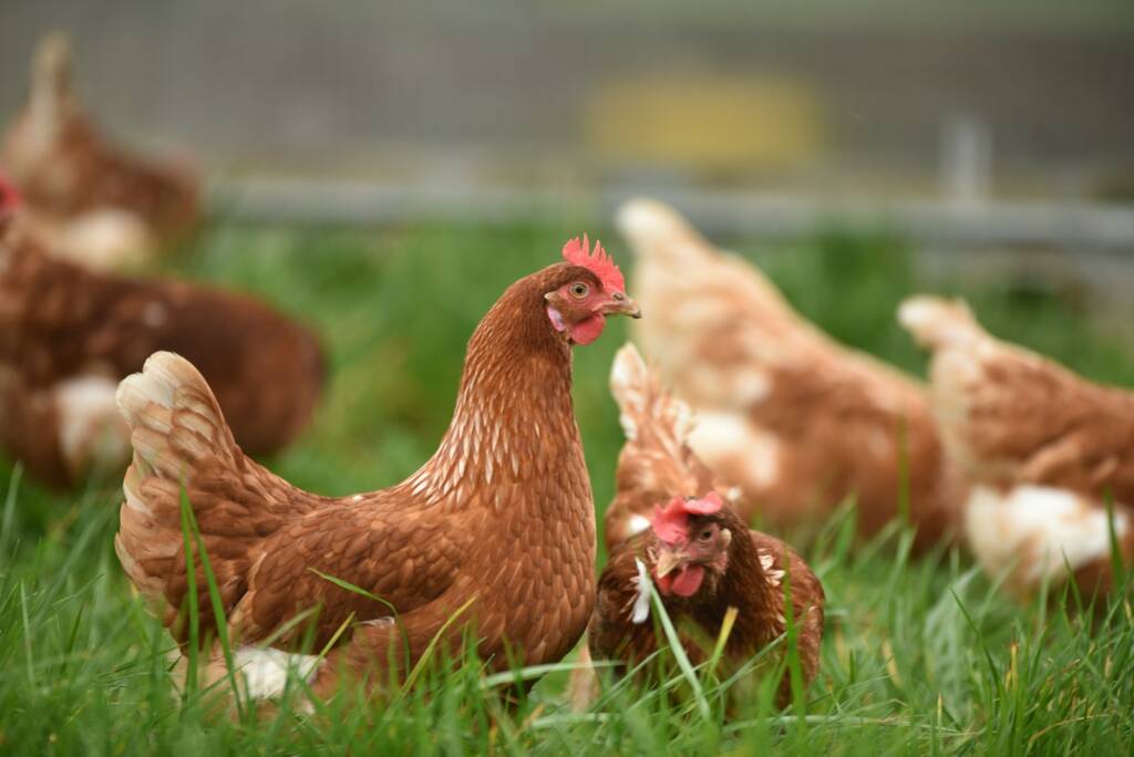 Inside a profitable regenerative poultry farm