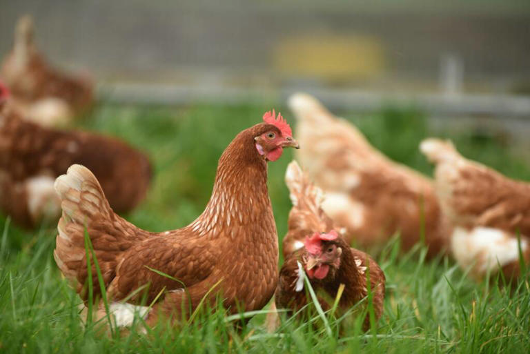 Inside a profitable regenerative poultry farm