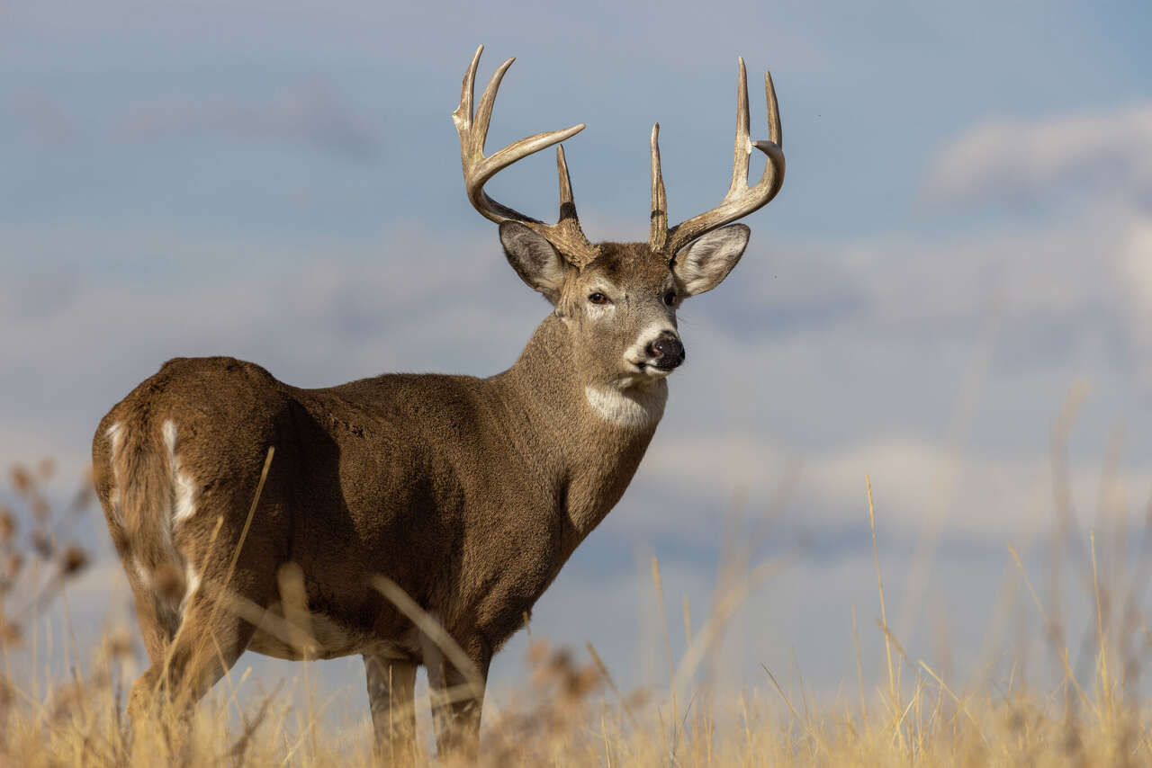 Headless deer kept appearing in Texas neighborhoods. Now wardens know why