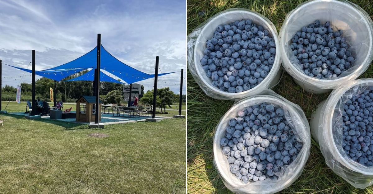 The scenic Michigan berry farm where you harvest your own fruit and ...