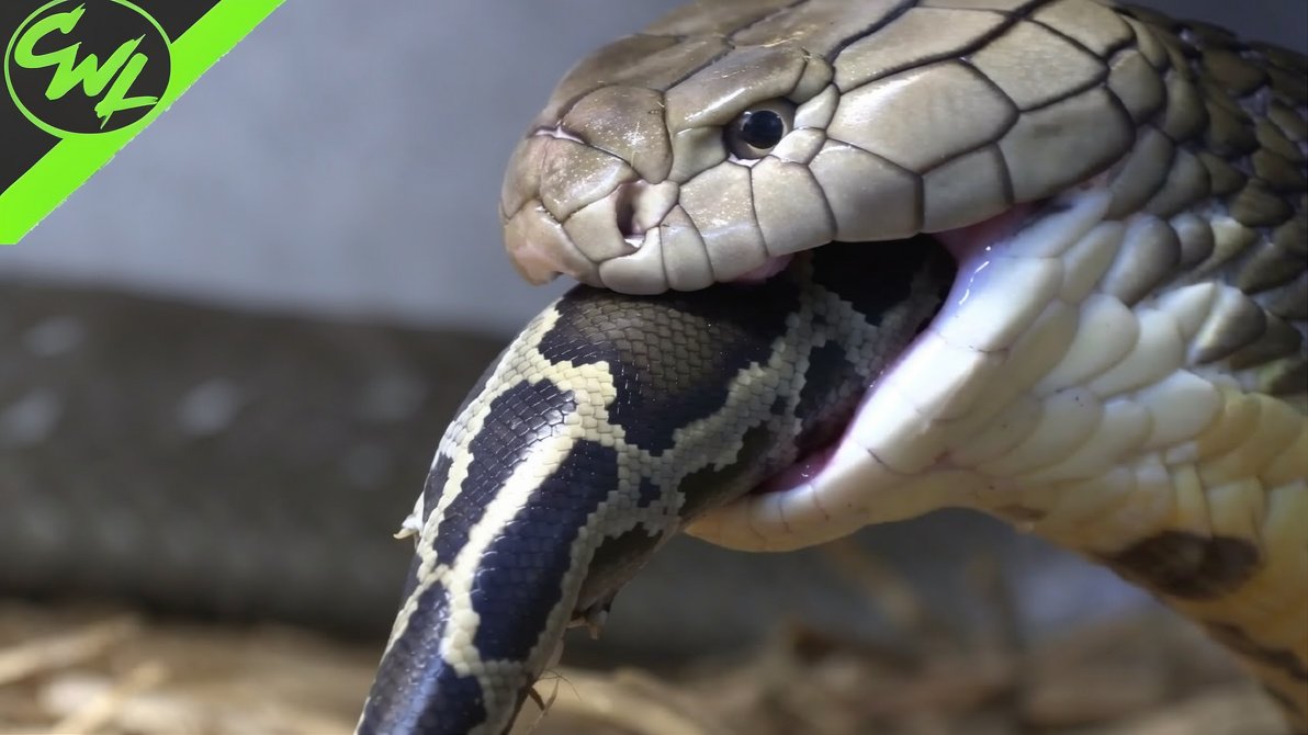 Feeding king cobras with Chandler's Wild Life