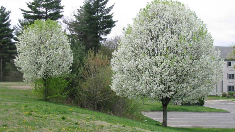 Michigan adds Bradford pear, buckthorn, and other plants to invasive ...