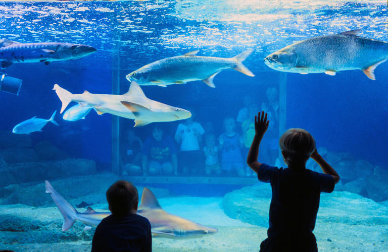Last chance to visit Fort Fisher aquarium before major overhaul