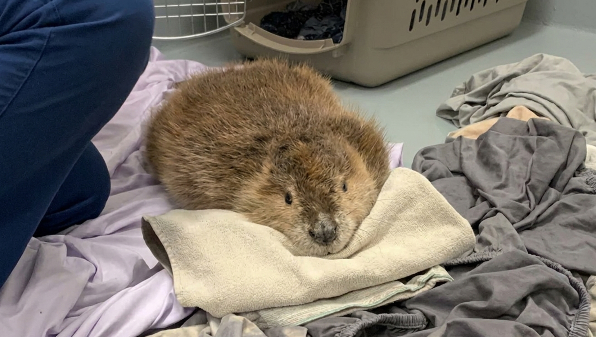 Beaver found covered in icicles outside a liquor store gets a second ...