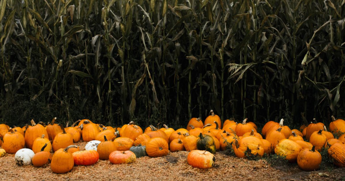 This Connecticut farm combines pumpkin picking and wine tasting