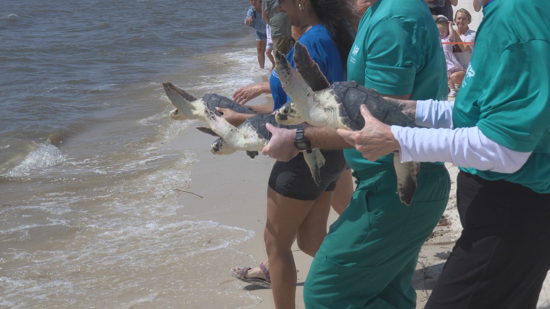 9 sea turtles released on Dauphin Island after months of rehabilitation