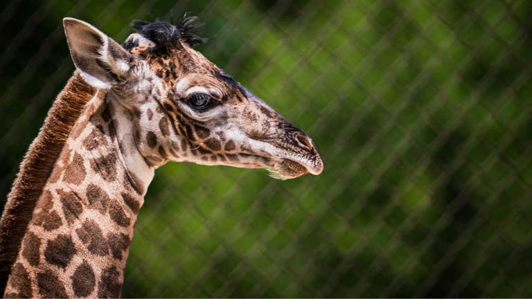 Louisville Zoo names new baby giraffe after longtime zookeeper