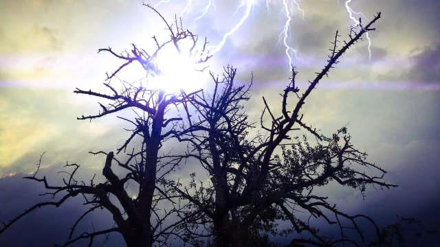 Lightning strike leaves giant tree burning from the inside as smoke ...