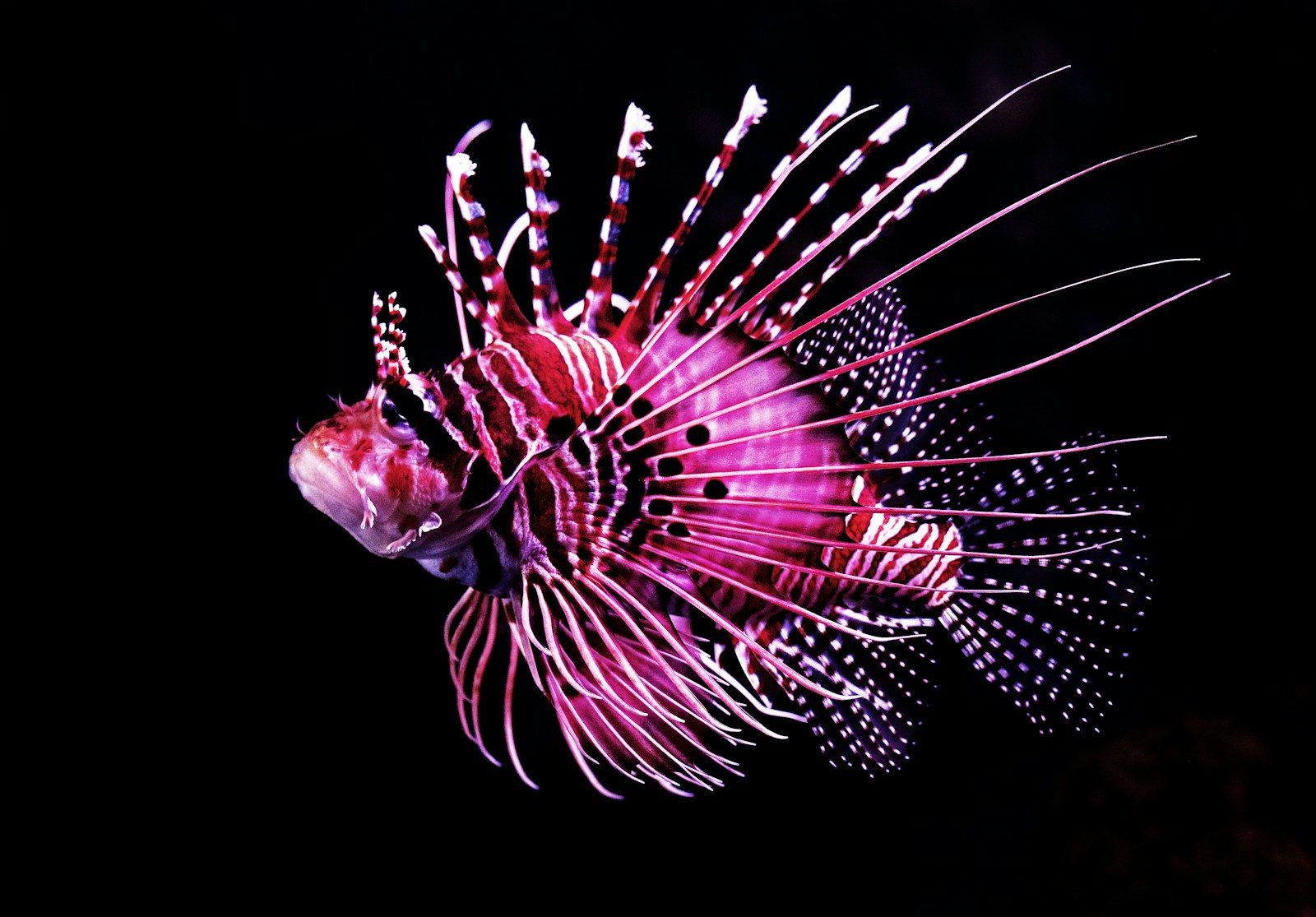 Invasive species taking over North America