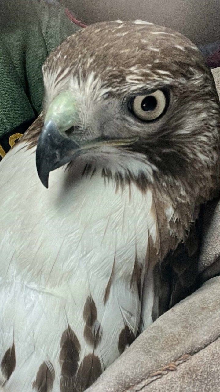 Second Connecticut hawk shooting leaves Milford bird fighting to survive