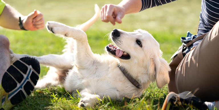 These trendy girl dog names are catching on fast