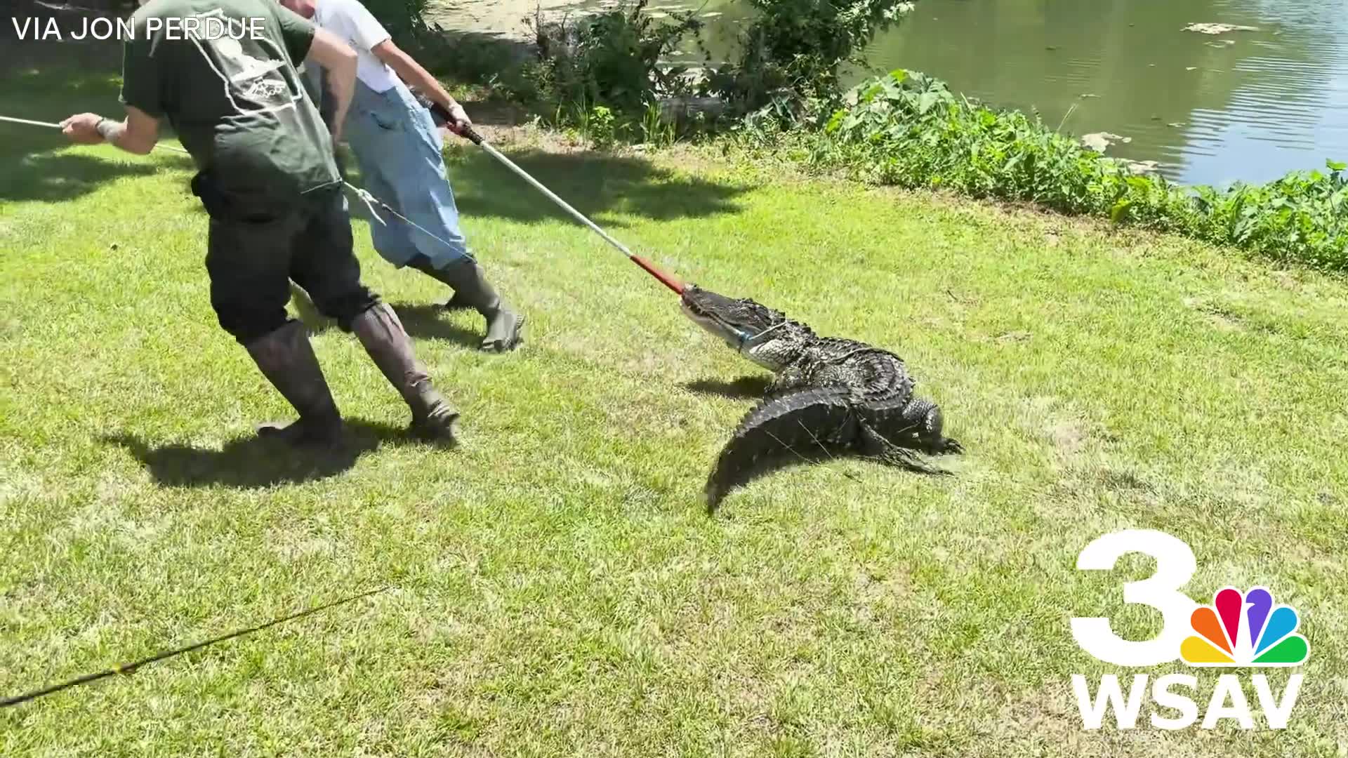 Residents watch as local trapper catches alligator at Lake Mayer