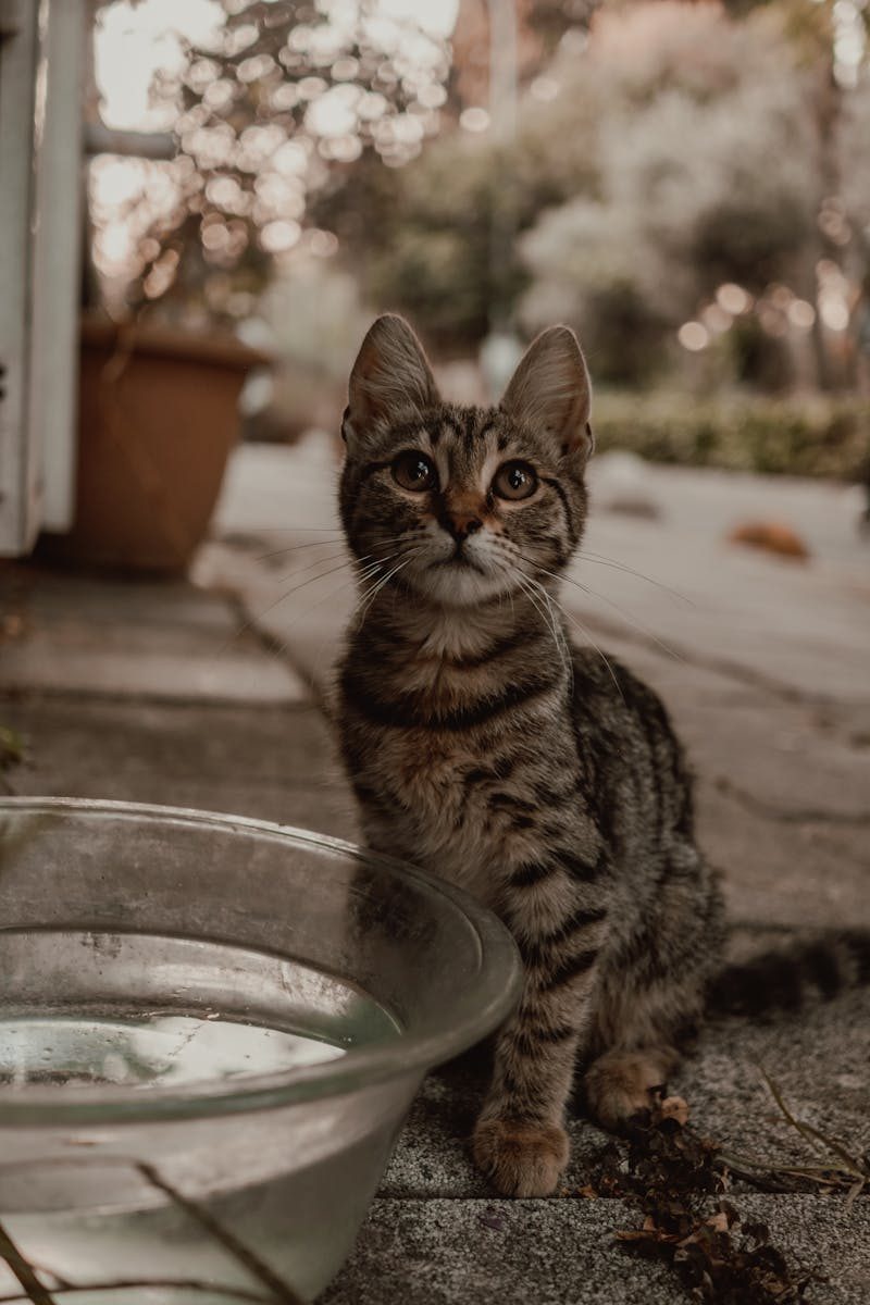 Why do some cats refuse to drink water?