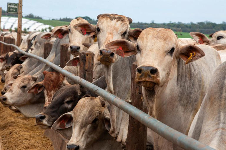 China suspends beef imports from three Brazilian plants, Globo Rural ...