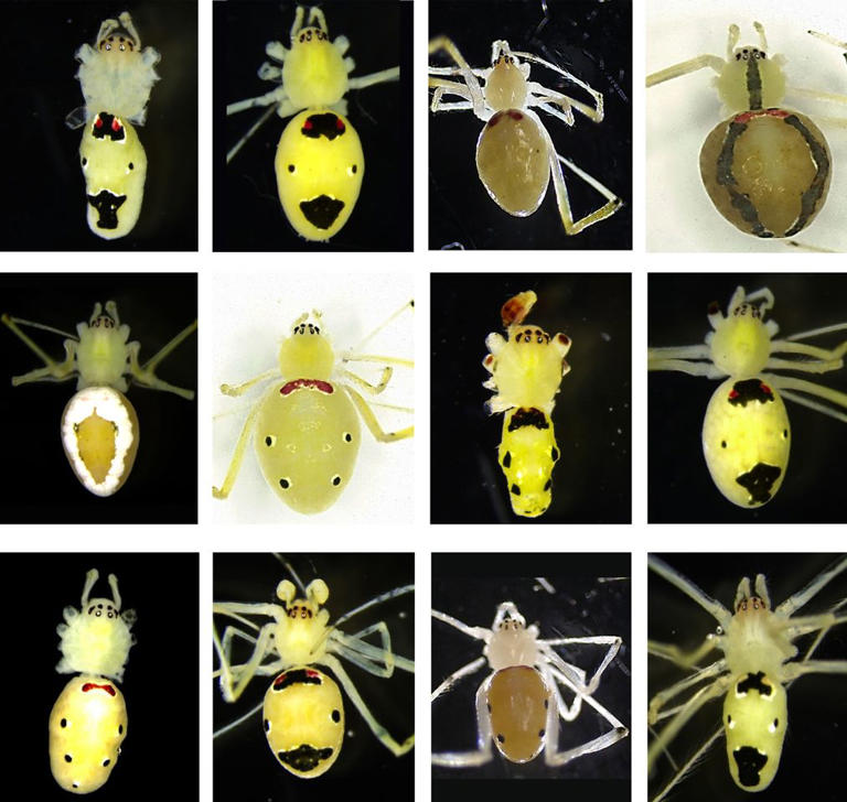 New neon green 'happy-face' spider species found outside Hawaii for the ...