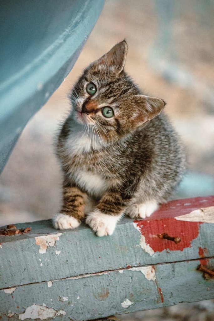 How a needy stray kitten demanded to be saved