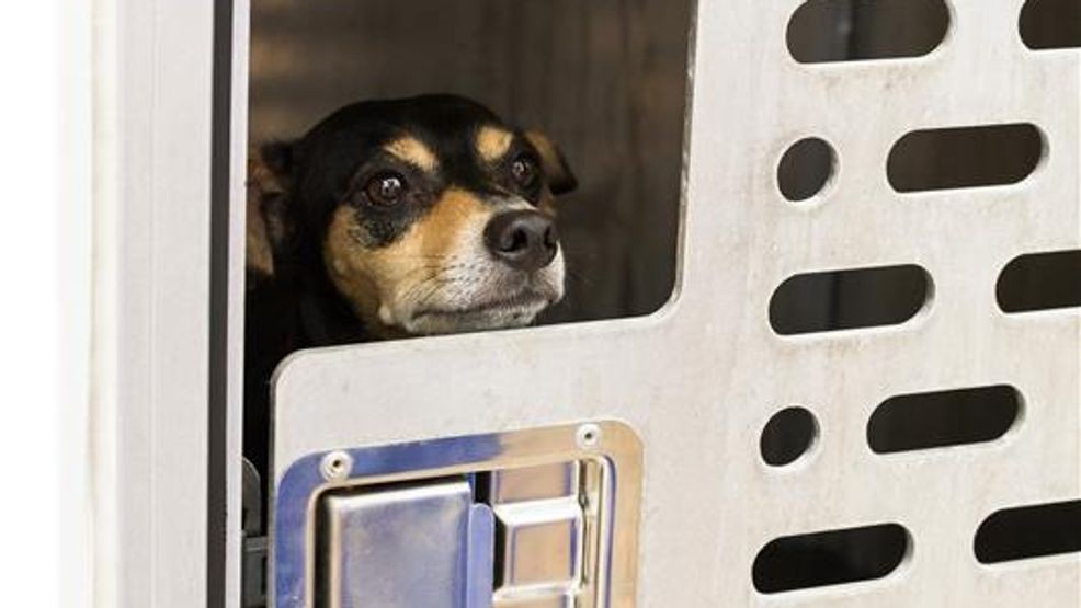 Animal Care Services nears 90% live release rate amid capacity concerns