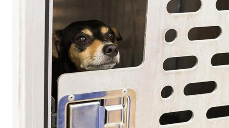 Animal Care Services nears 90% live release rate amid capacity concerns