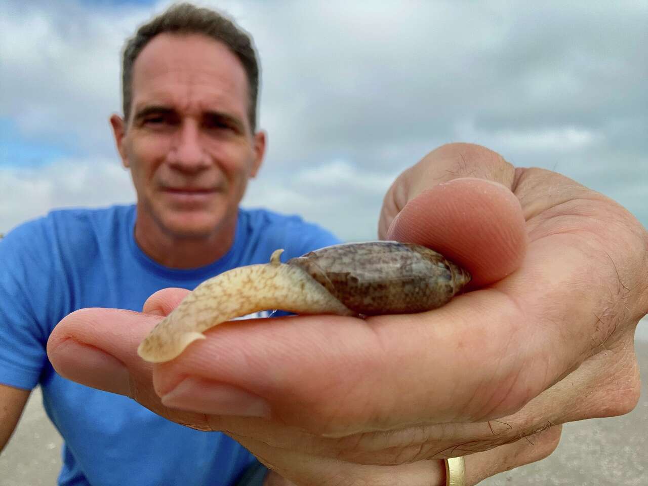Beachcombing: Following trails of the lettered olive