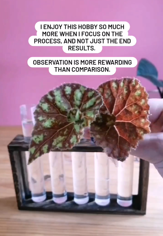 How to propagate begonias without a node, leaf, stem, and division methods