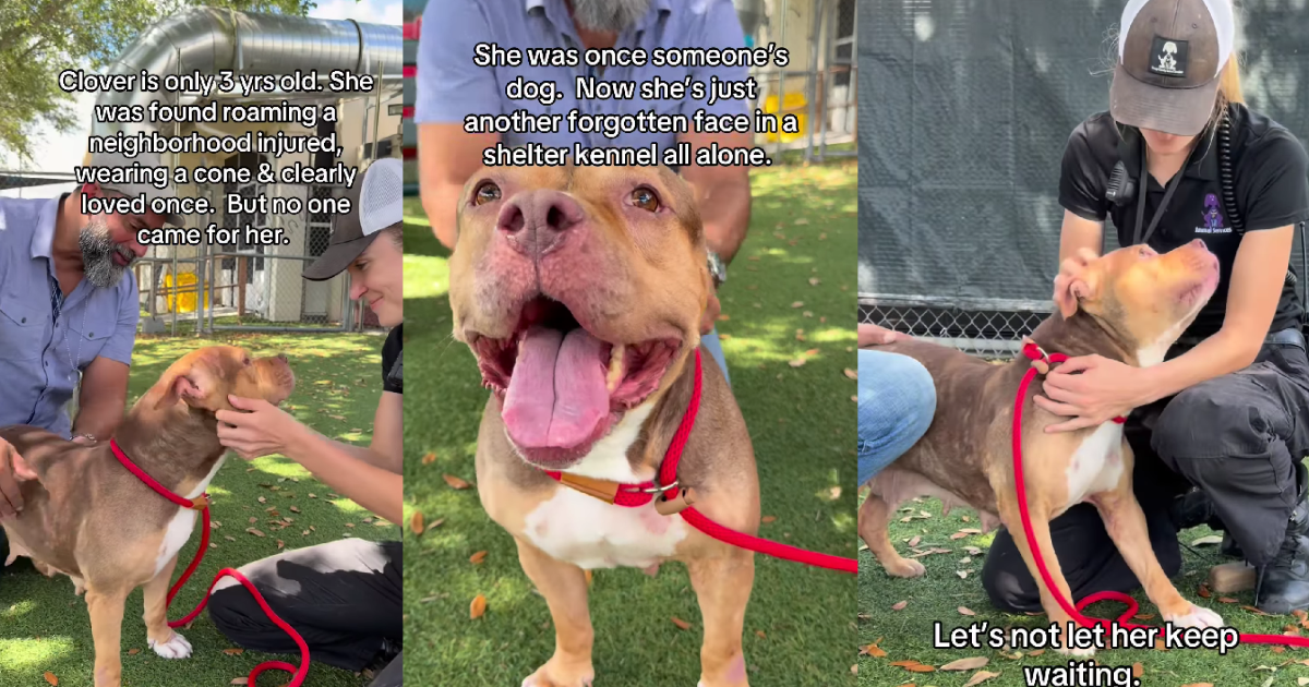 Shelter dog once had family, but now waits for a home like a 'forgotten ...