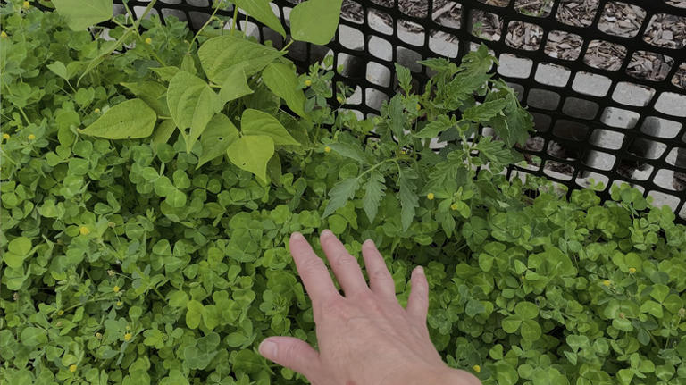 Ditch the chemicals: The companion plant that'll block out weeds in ...