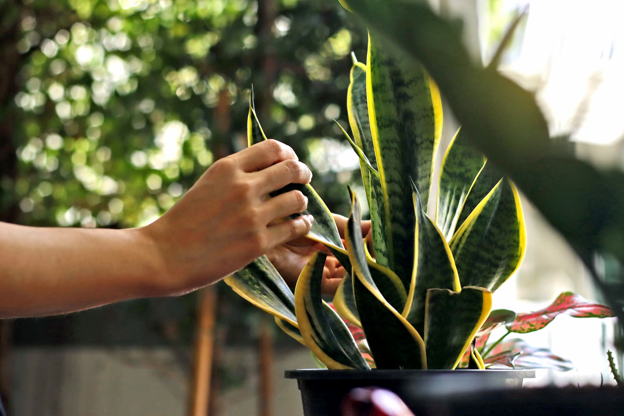 La razón por la que hablarles a las plantas las hace crecer más sanas