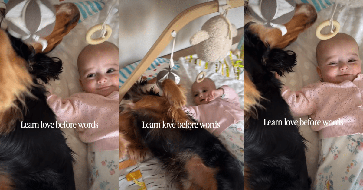 This family dog is gently teaching baby all about love