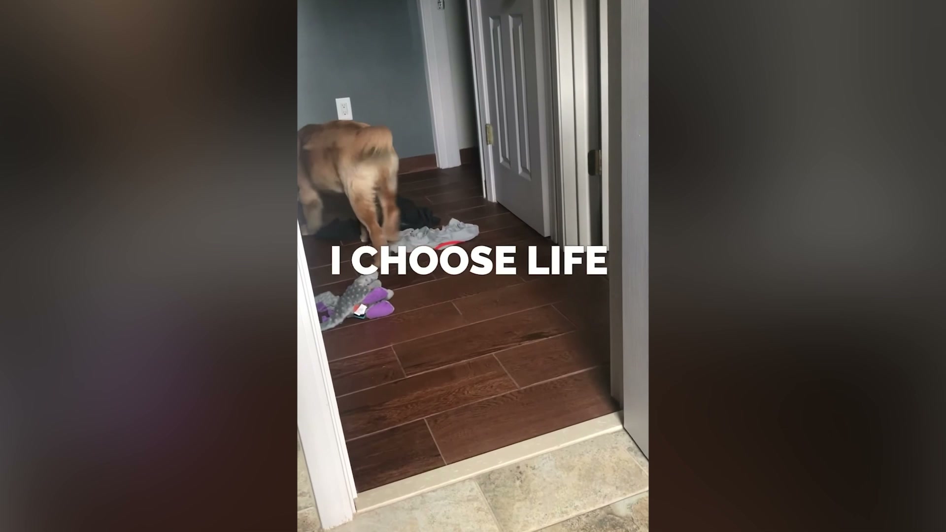 Puppy says privacy is overrated