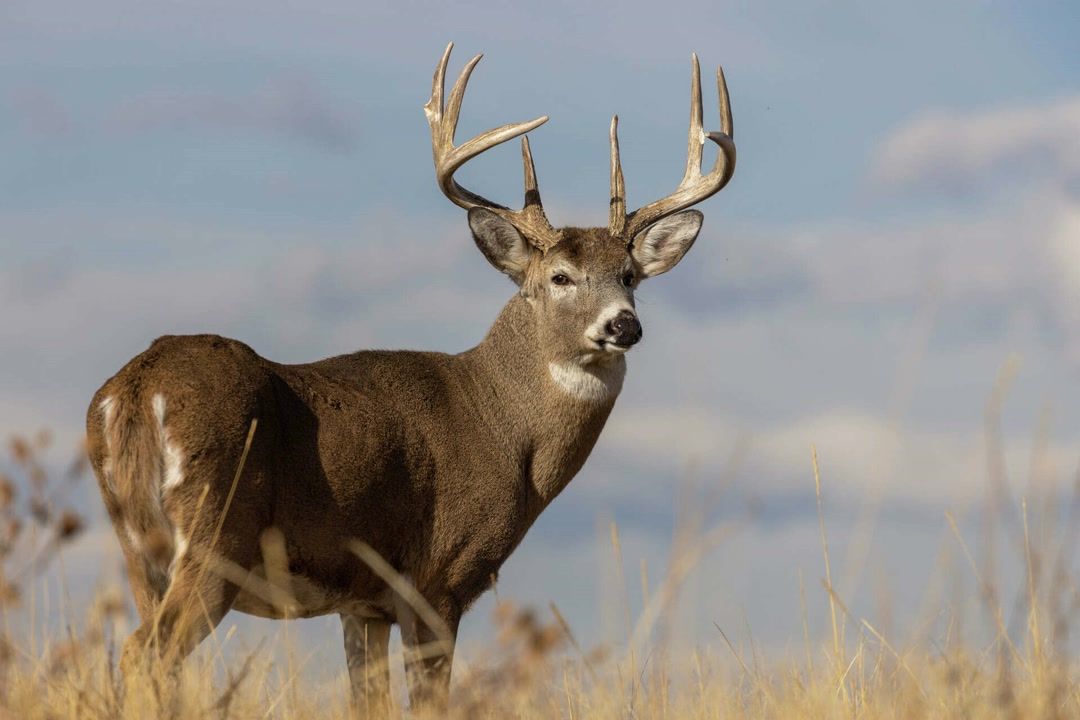 Headless deer found across Texas neighborhoods lead to 74 charges