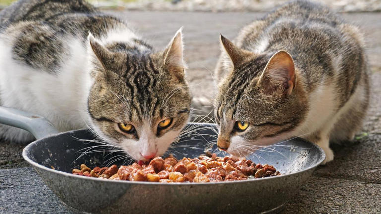 ¿Con quién se queda el perro? ¿Debo pagar pensión alimenticia si me ...