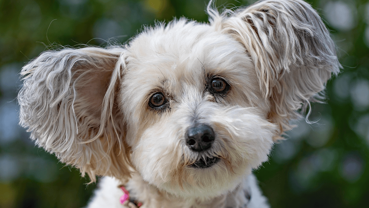 Why positive reinforcement works better for dogs, according to trainers