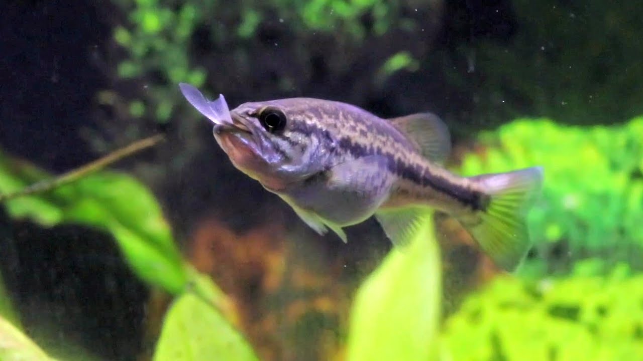 The life of Moby - most aggressive fish on the planet!