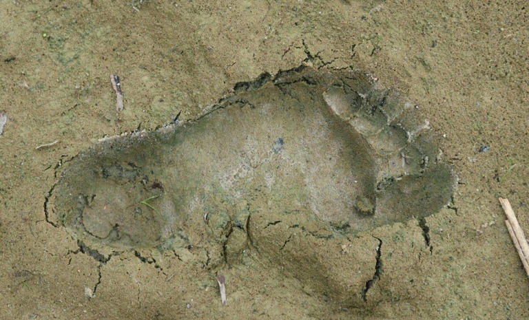 Archaeologists uncover a forgotten superhighway covered with 8,000-year ...