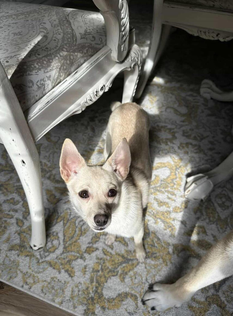 ‘Needy’ dog left in woods days after her adoption comes running when ...