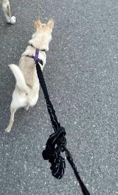 ‘Needy’ dog left in woods days after her adoption comes running when ...