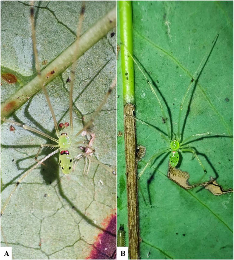 New neon green 'happy-face' spider species found outside Hawaii for the ...
