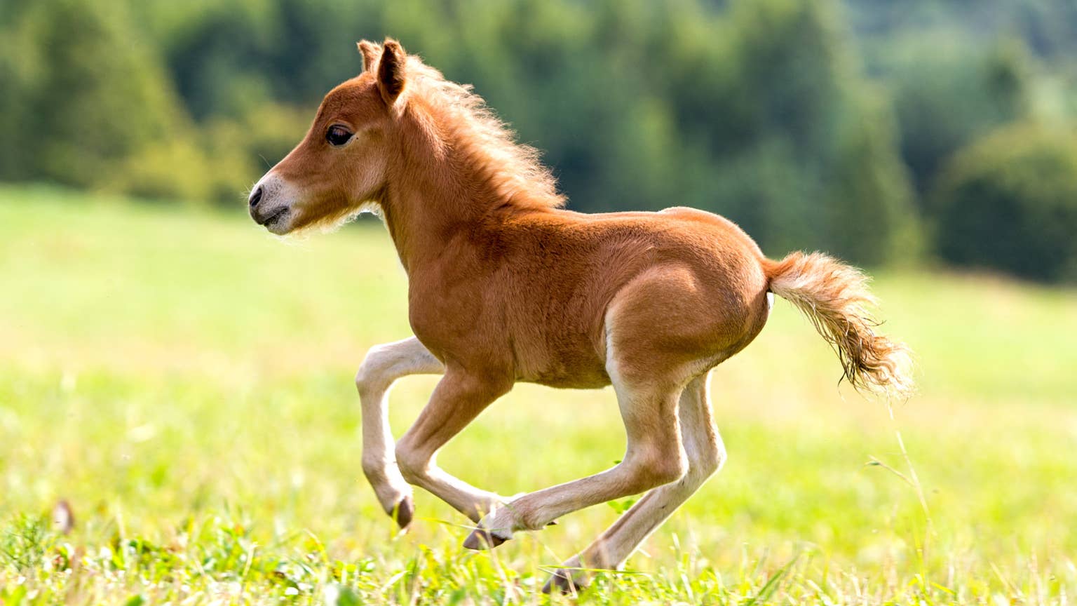 Look at Alfie the mini horse's adorable escape adventure at Dandelion ...