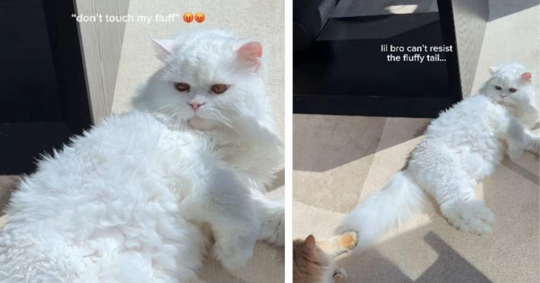This cat can't resist his big sister's fluffy tail