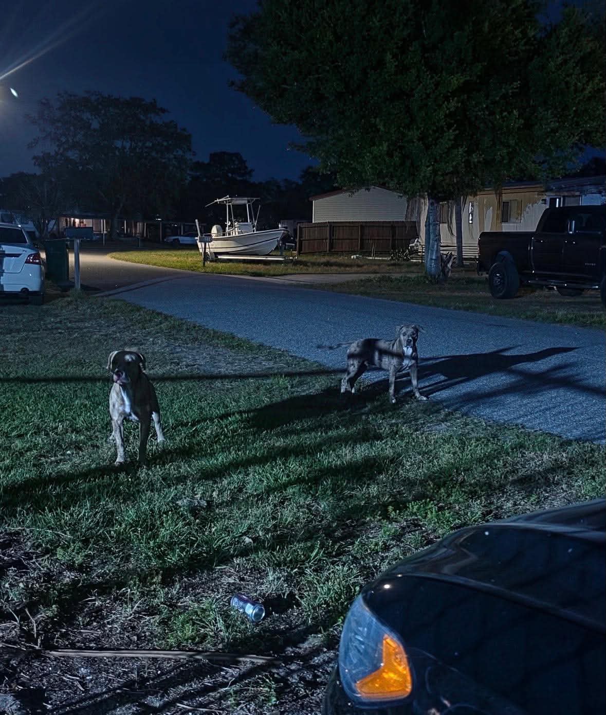 Florida woman charged with manslaughter after her dogs kill neighbor