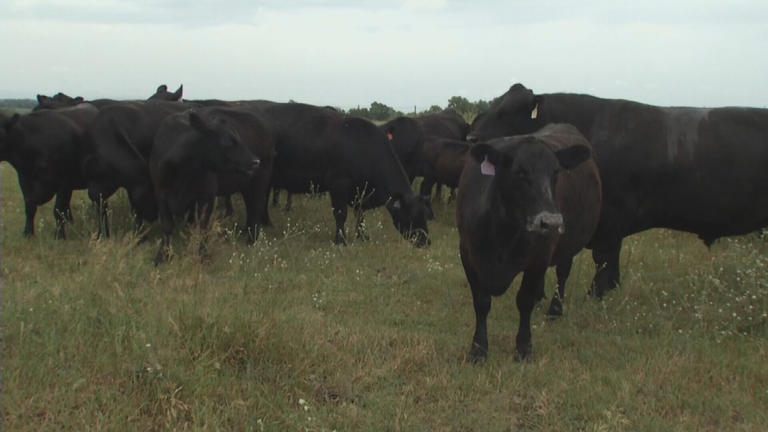 Memorial Day cookouts may cost more as beef prices hit record high