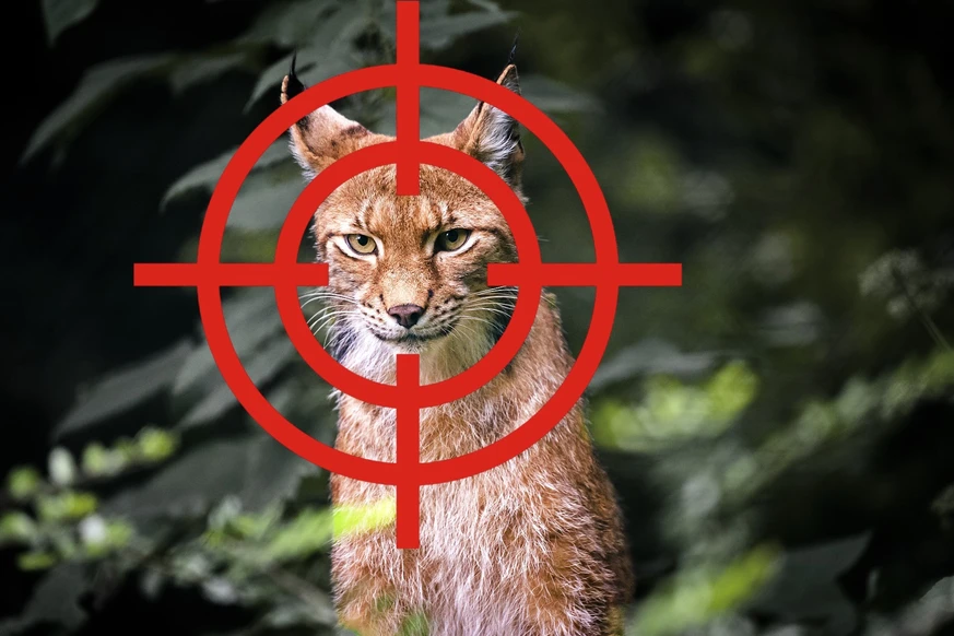 « Des voix s'élèvent en Valais » pour tirer les lynx