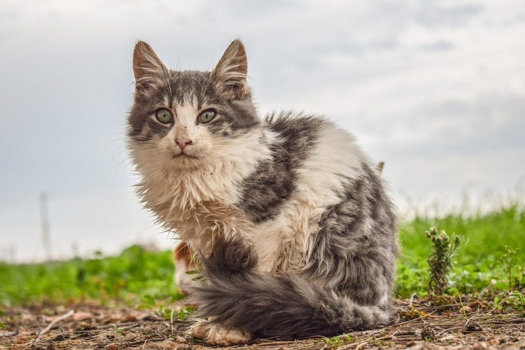 Why a rescued street cat shocked her new family