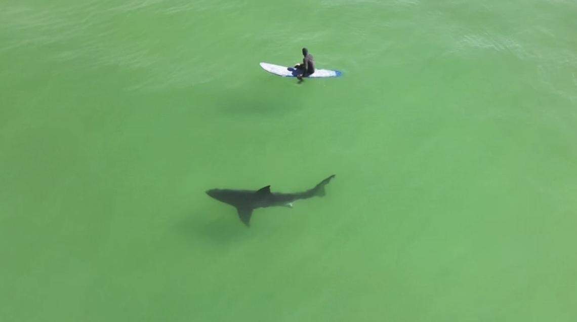See great white shark swim between surfers at Pismo Beach pier. 'It's ...